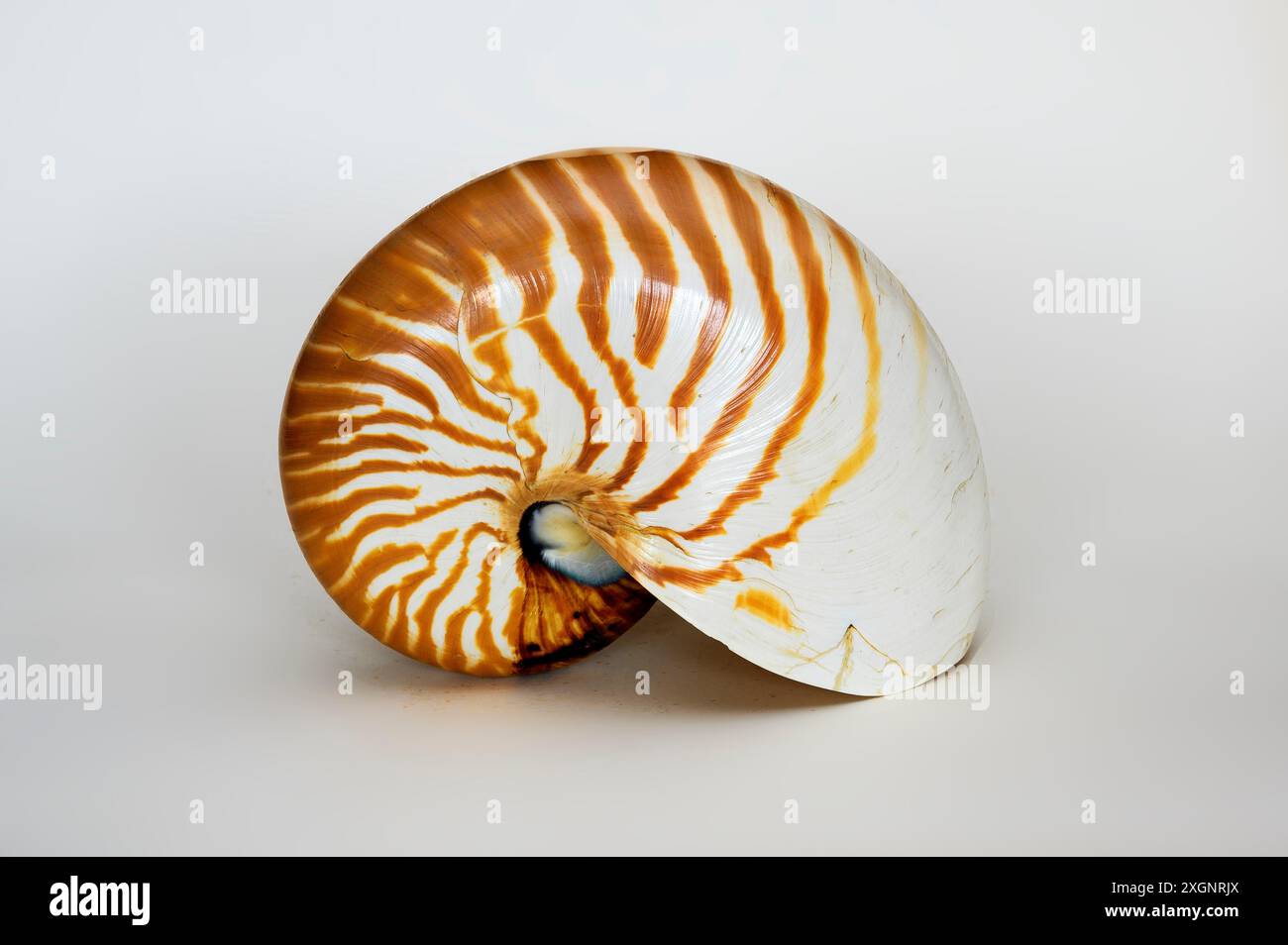 Nautilus shell, pearl boat (Nautilidae), family of cephalopods Stock ...