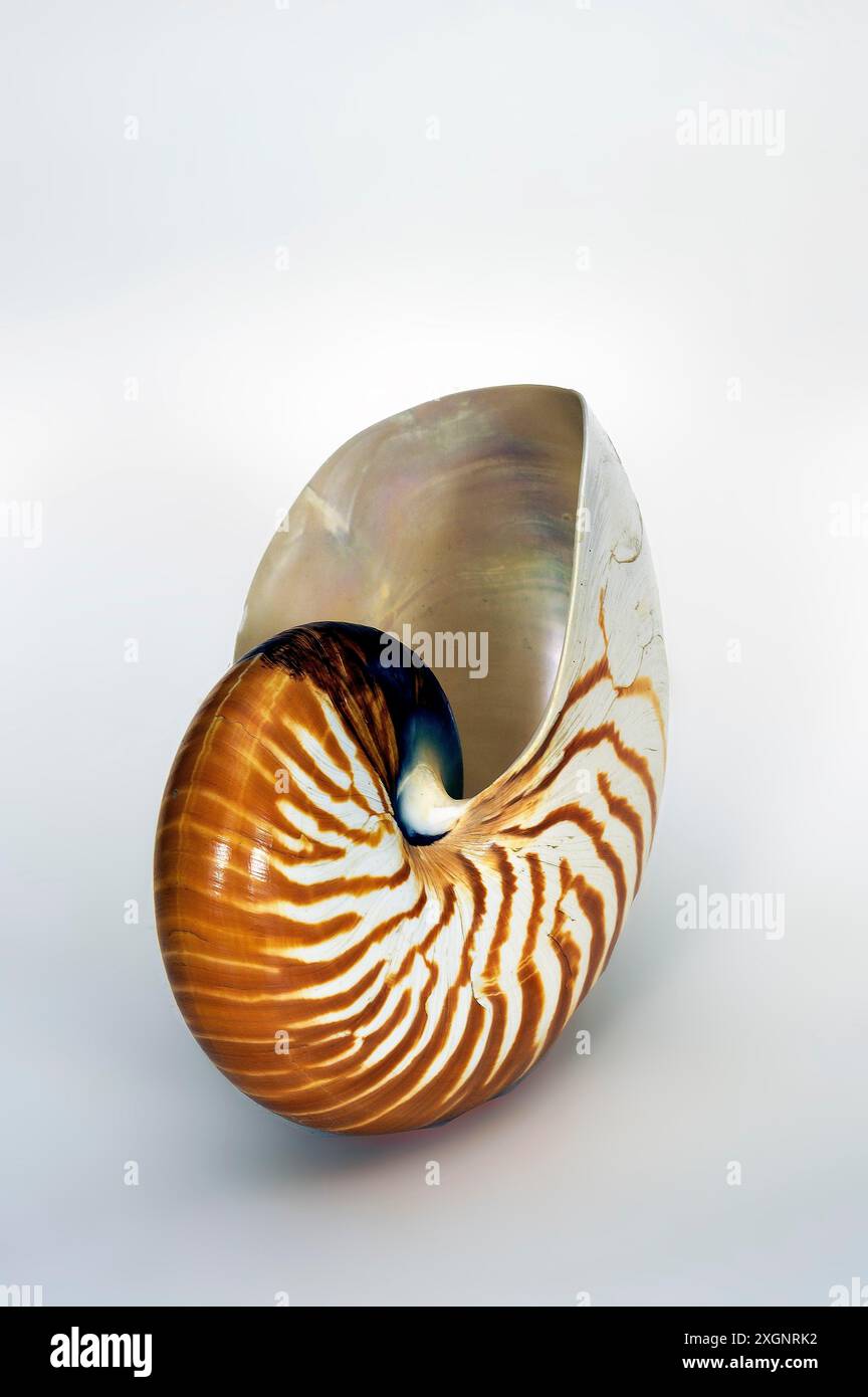 Nautilus shell, pearl boat (Nautilus pompilius), family of cephalopods ...