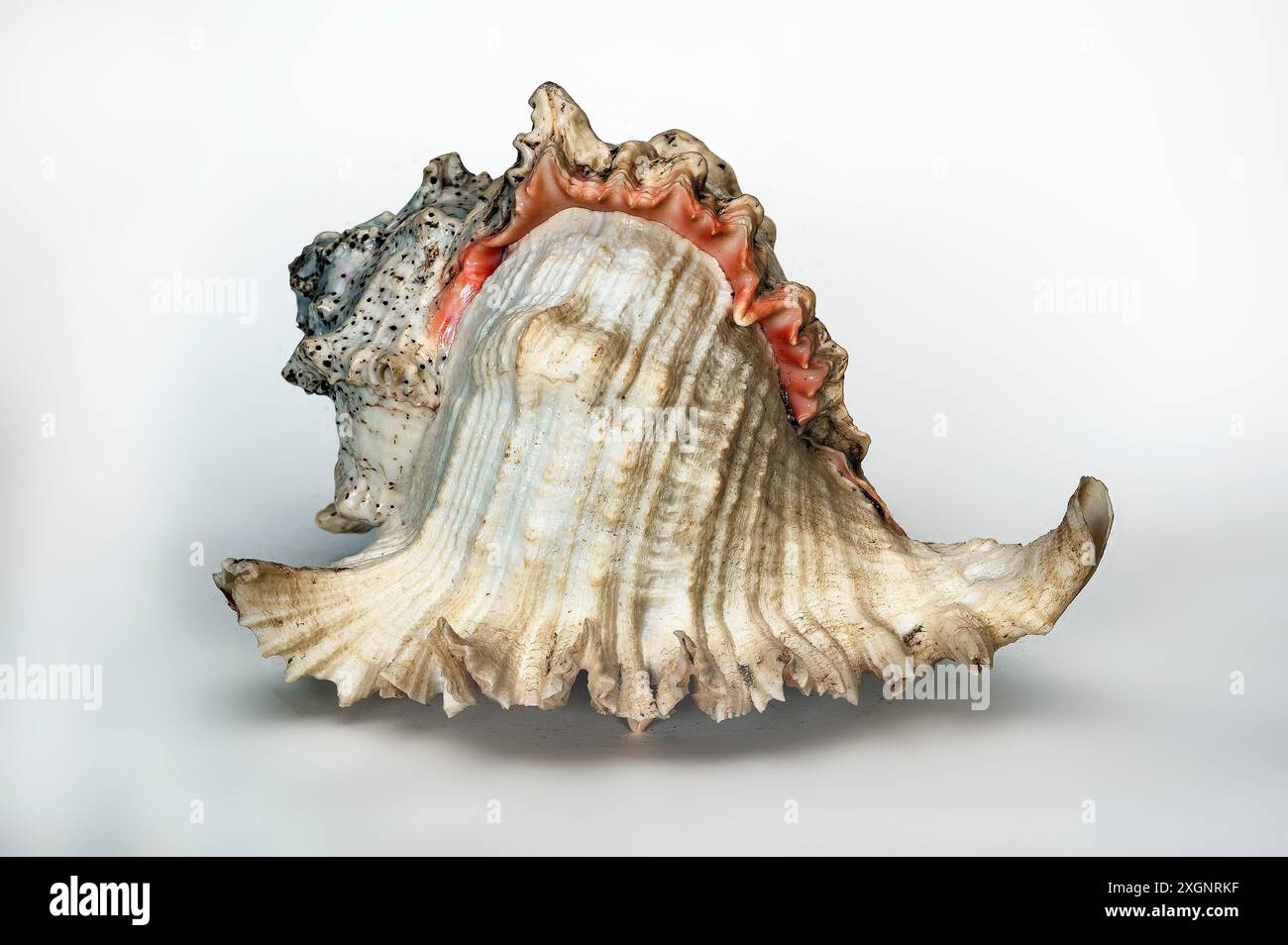 Ramose murex (Chicoreus ramosus Stock Photo - Alamy