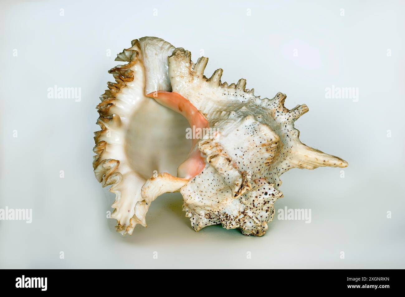 Ramose murex (Chicoreus ramosus Stock Photo - Alamy
