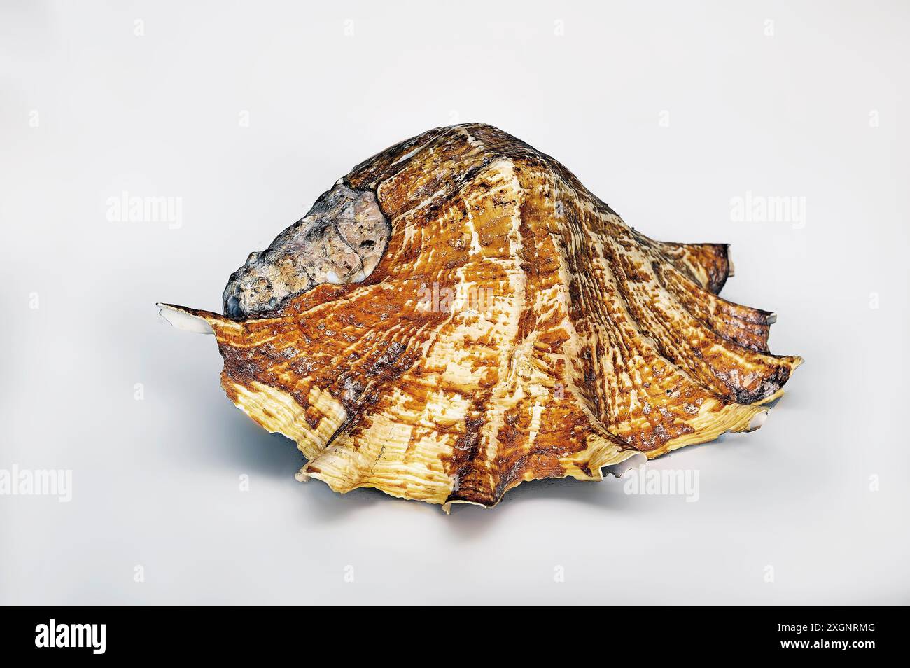 Lambis hi-res stock photography and images - Alamy