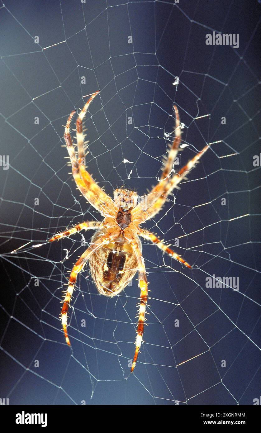 Close-up of a spider hanging in its web against a dark background ...