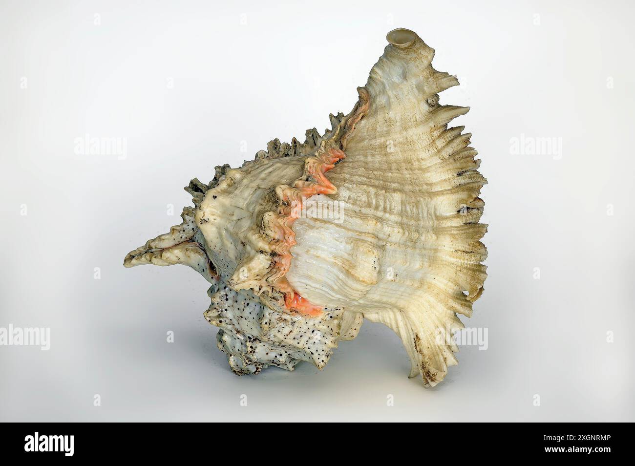 Chicoreus ramosus hi-res stock photography and images - Alamy