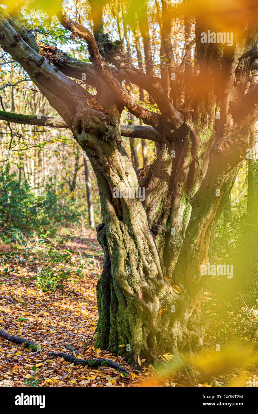 Branched tree in the forest Stock Photo - Alamy