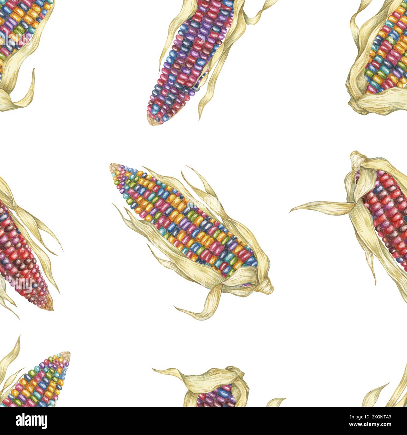 Watercolor corn hi-res stock photography and images - Alamy