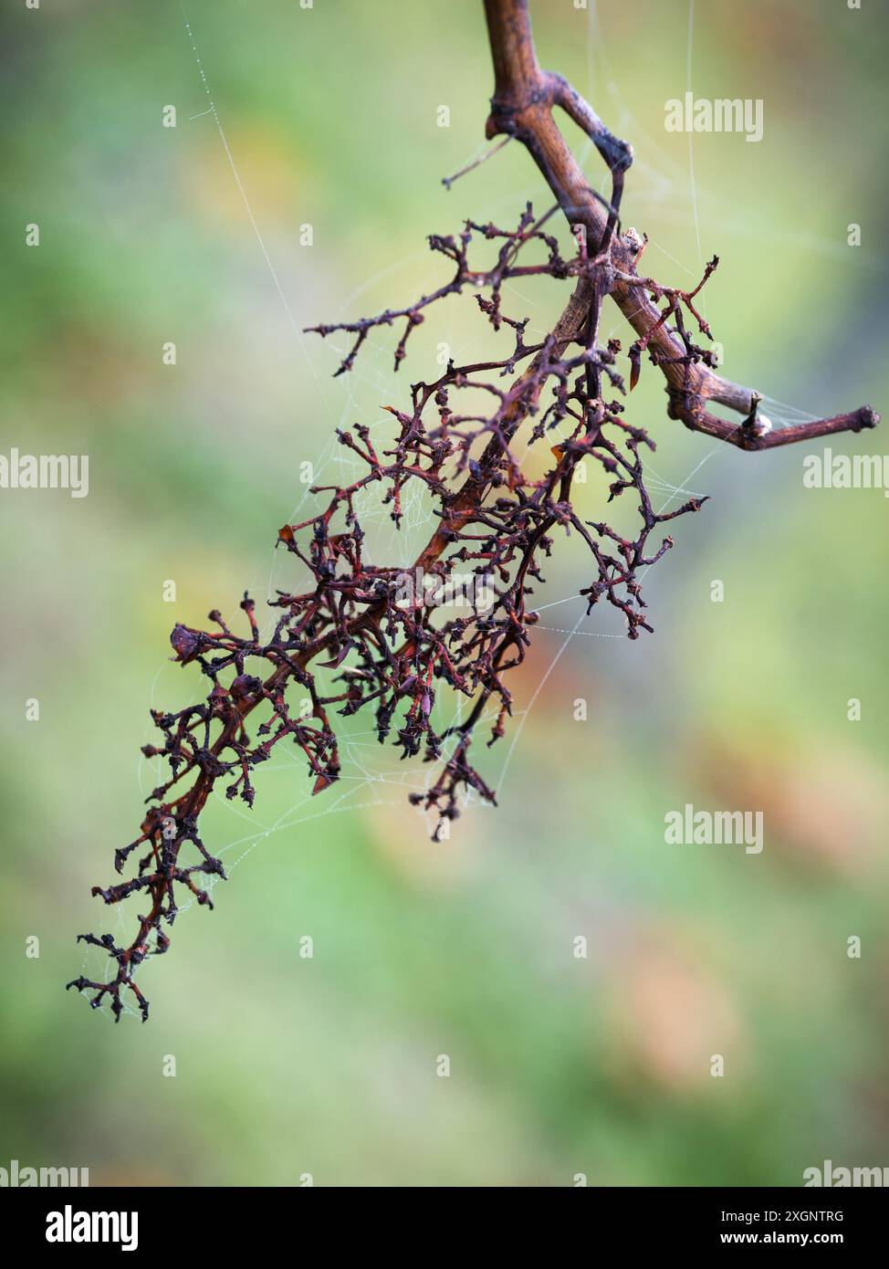 Empty grape at a vineyard after harvesting with machine Stock Photo - Alamy