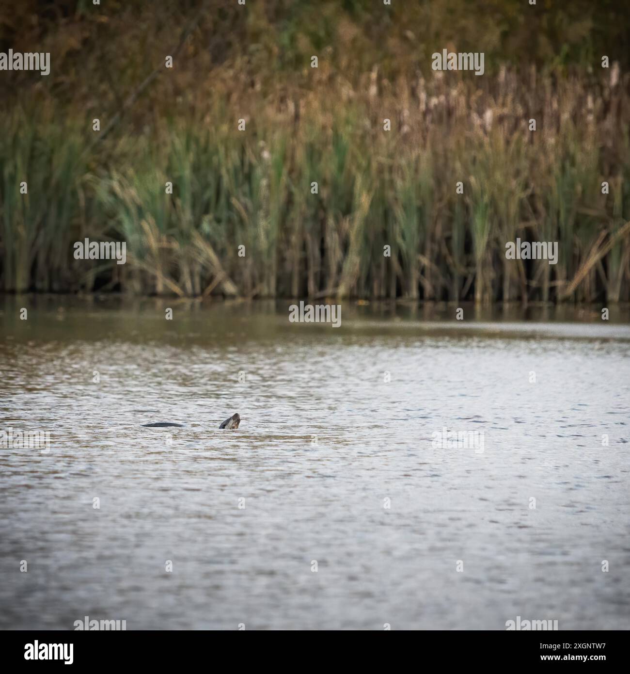 Otter fishing hi-res stock photography and images - Alamy