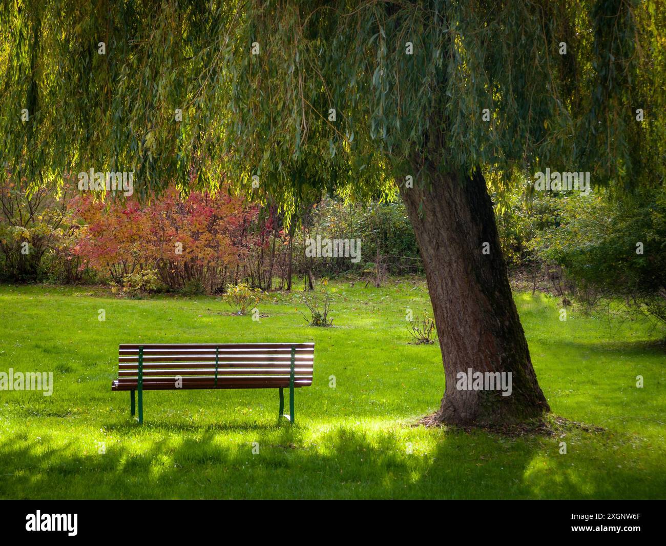 Bench under the twigs of a willow tree Stock Photo - Alamy