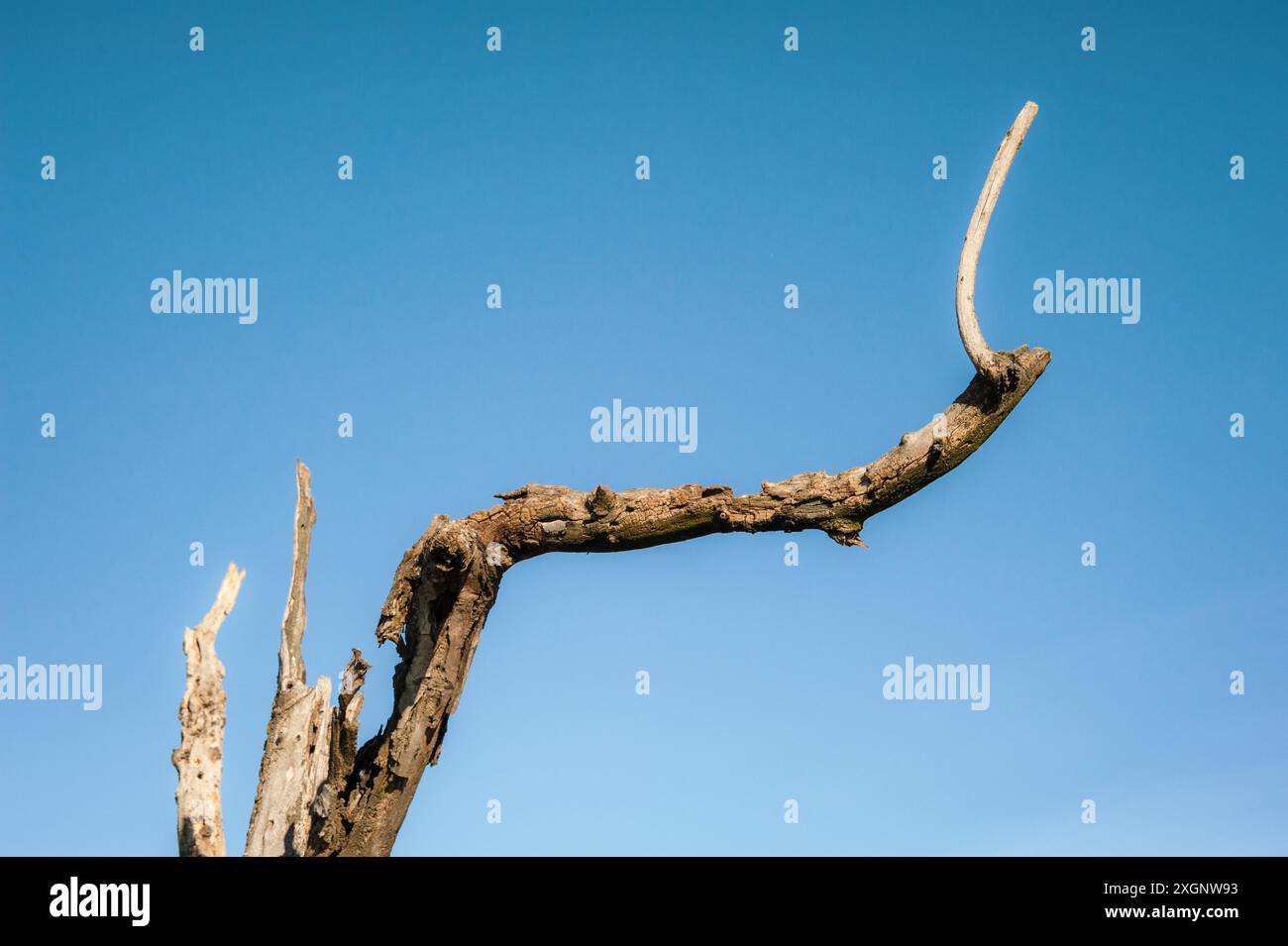 Withered branch of an old tree with blue sky Stock Photo - Alamy