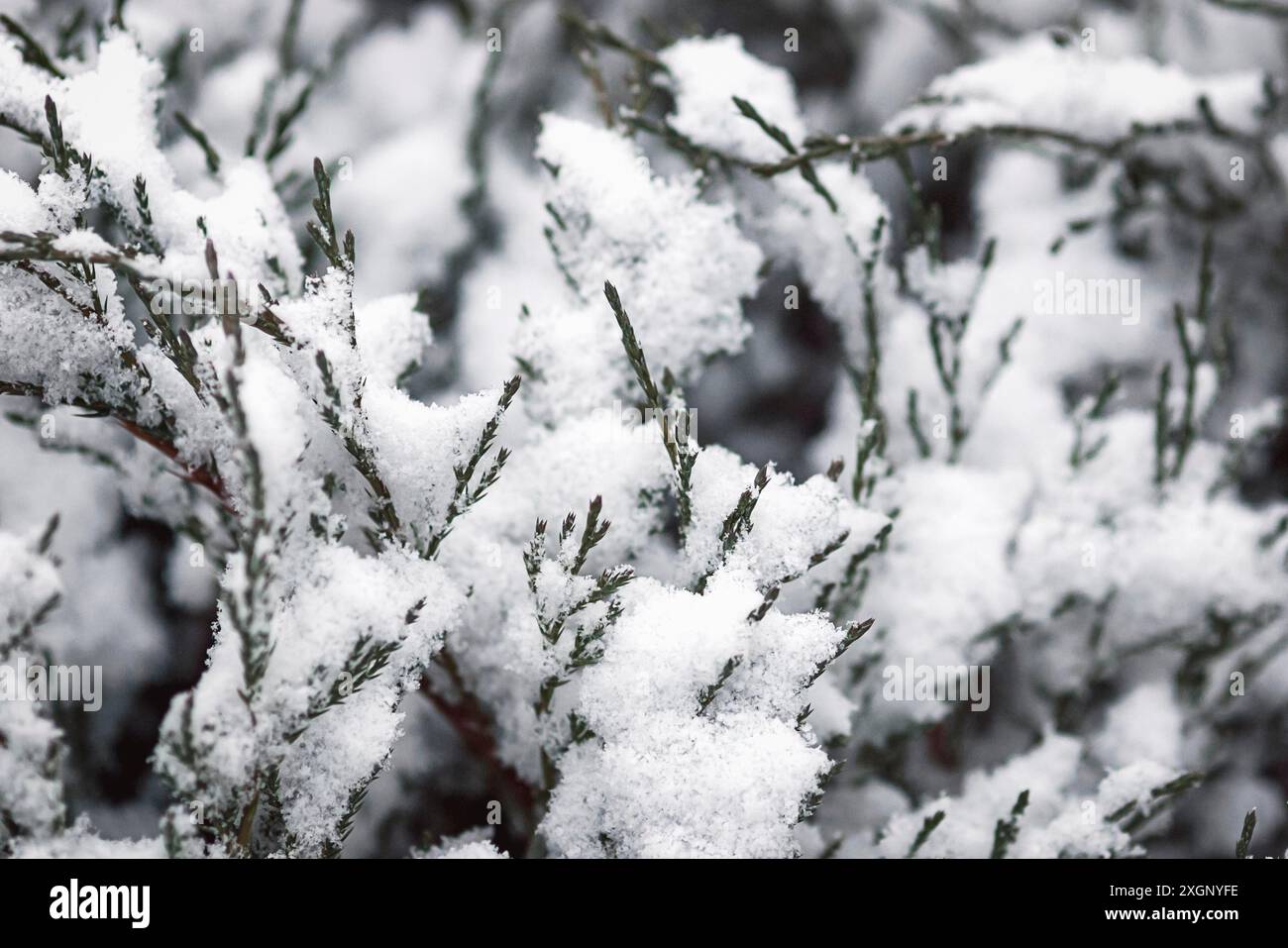 Juniper bush in winter garden covered with snow Stock Photo - Alamy