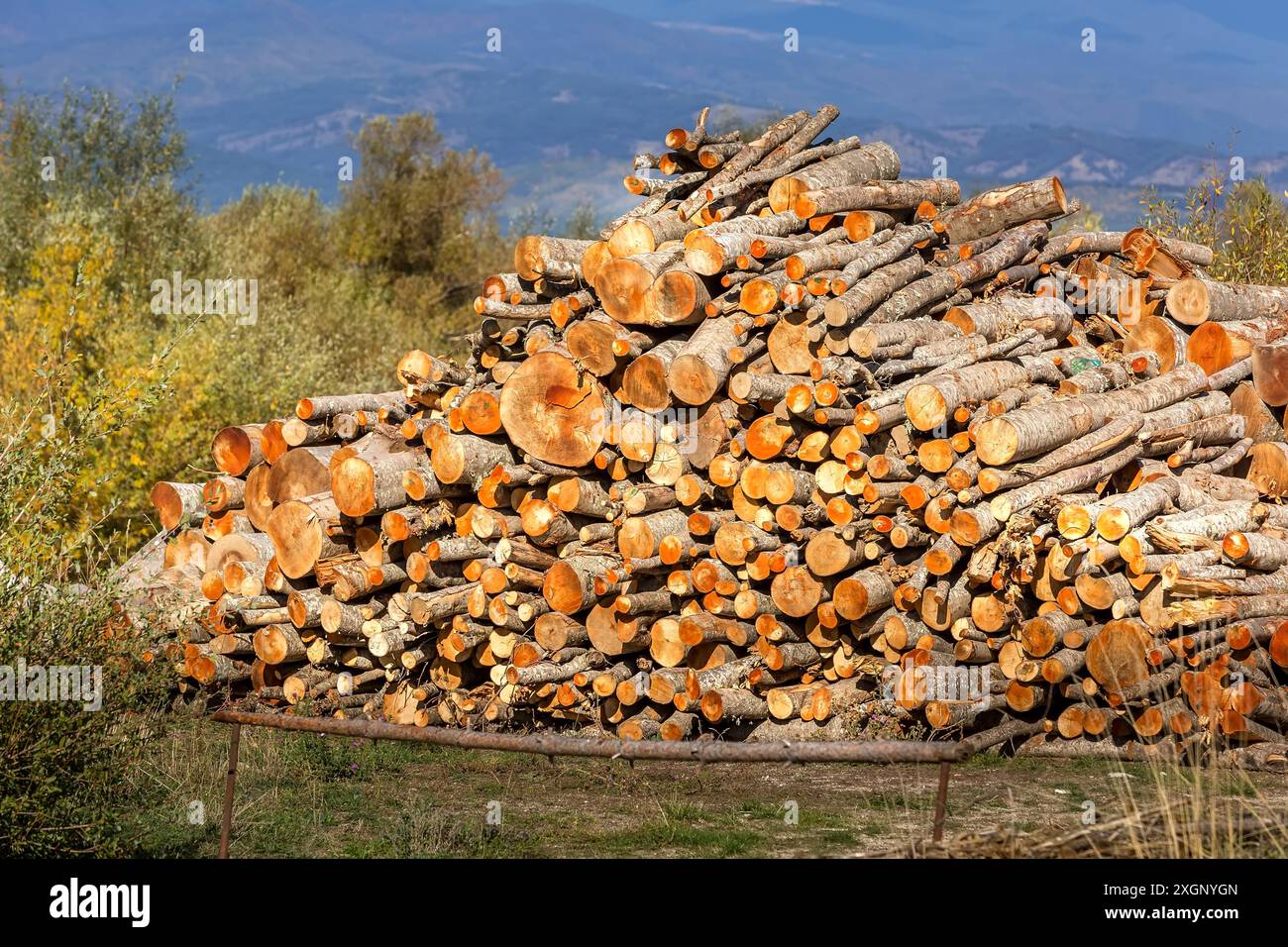 Big stack of wooden logs ready for cut, ecology environment concept ...