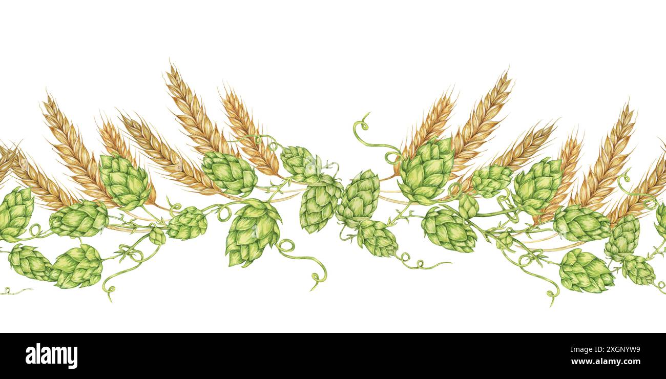 Hops and barley seamless border in watercolor. Green humulus lupulus ...