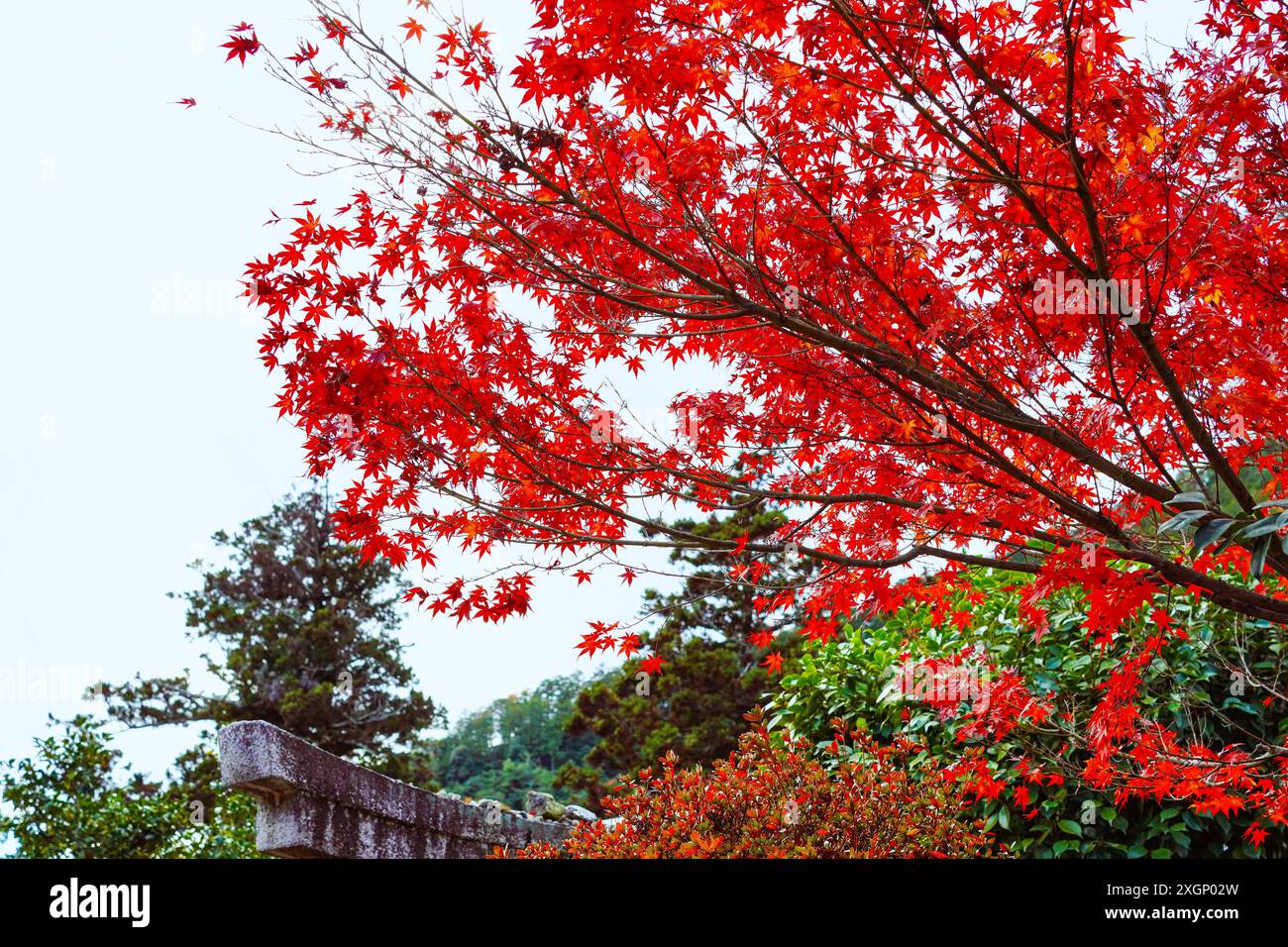 Autumn leaves turning bright red in Kyoto,Japan Stock Photo - Alamy