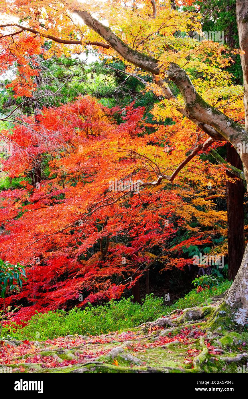 Autumn leaves turn bright red in Kyoto,Japan Stock Photo - Alamy
