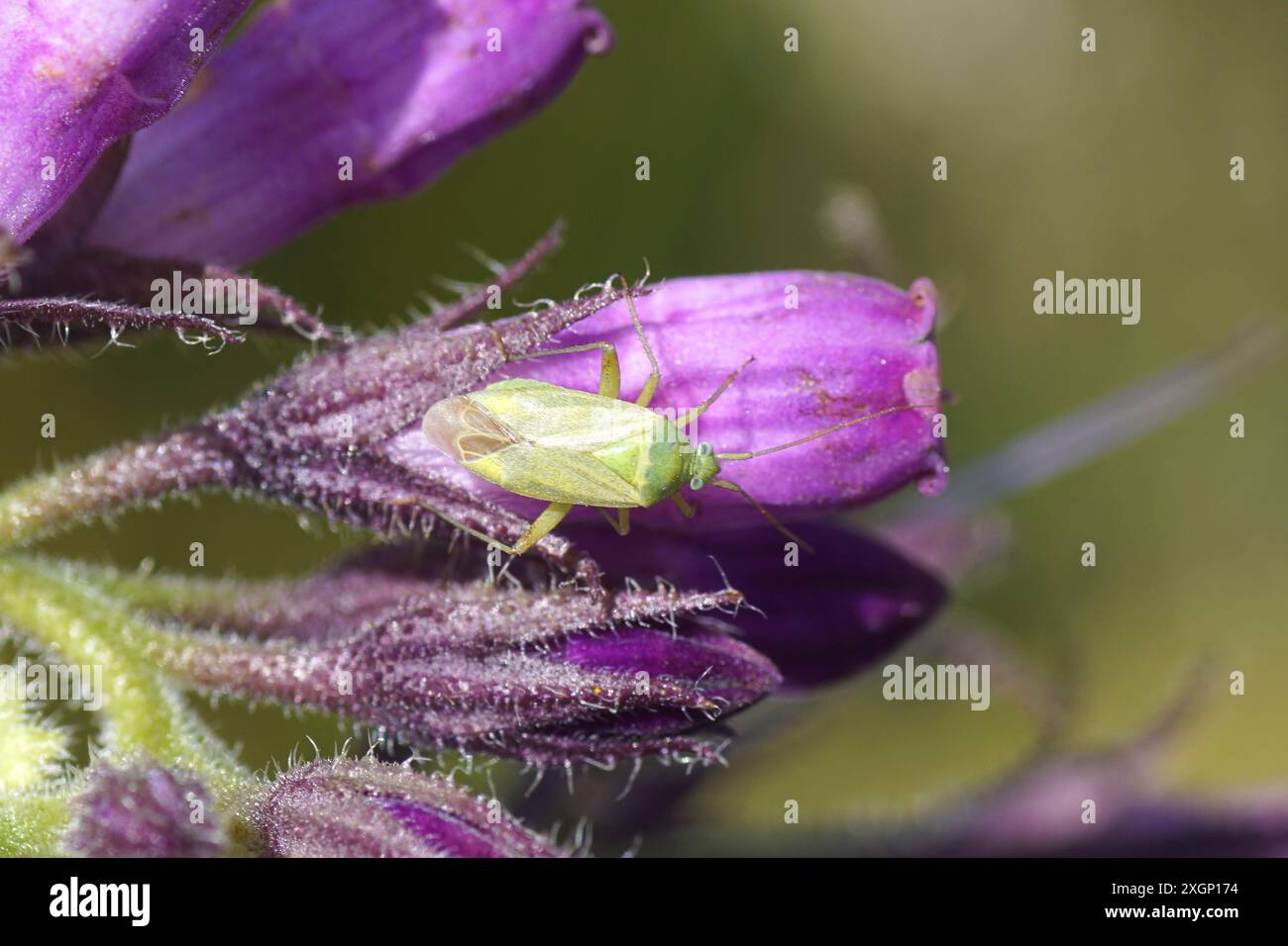 Potato bug hi-res stock photography and images - Alamy