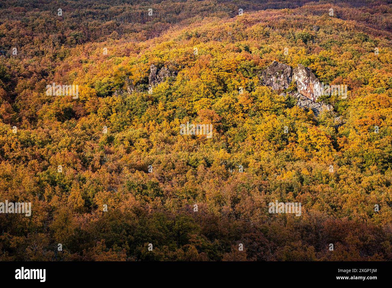 Dense oak forest, Natural Park of Fuentes Carrionas and Fuente Cobre ...