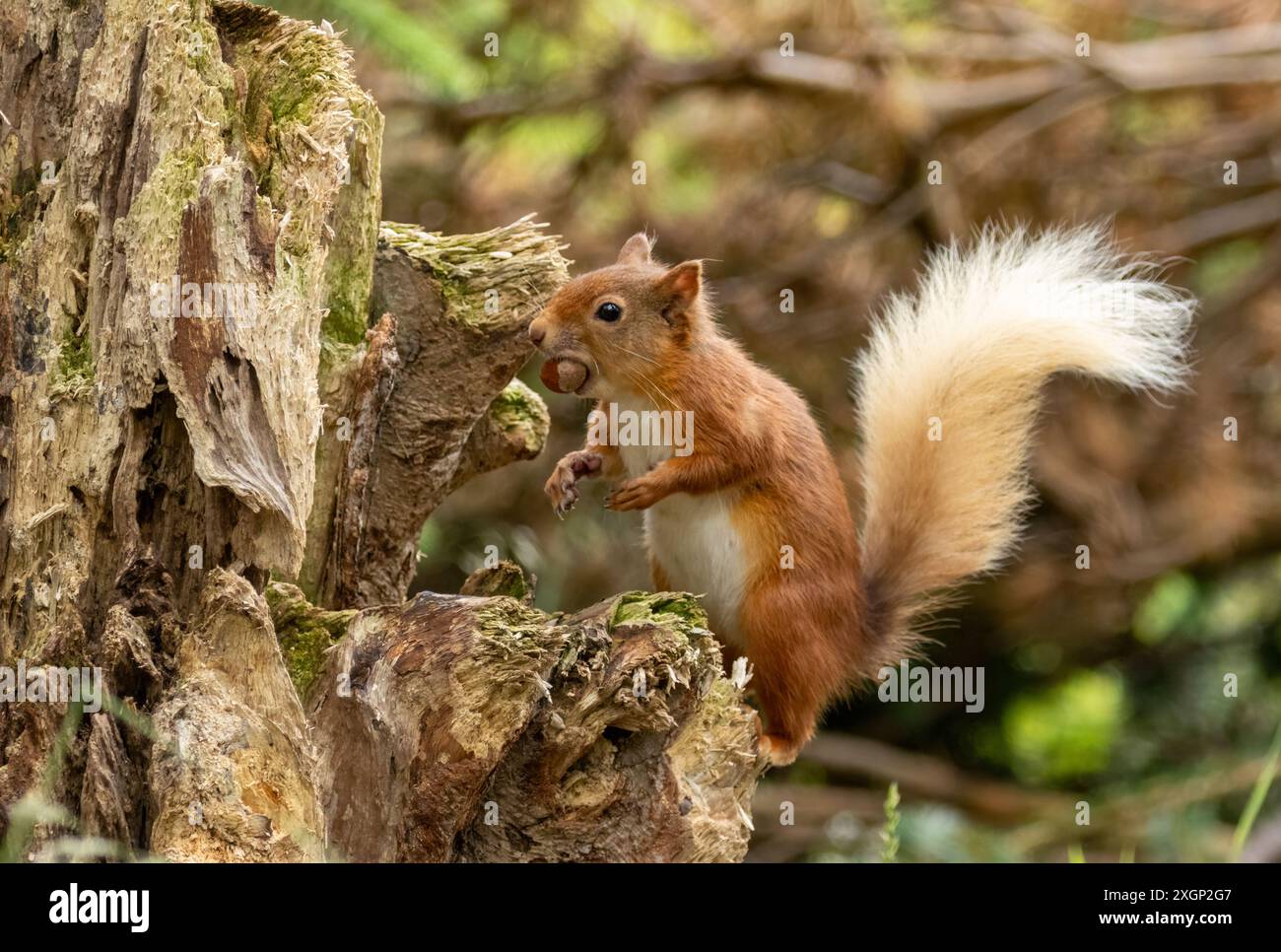 Curious little scottish red squirrel in the forest Stock Photo - Alamy