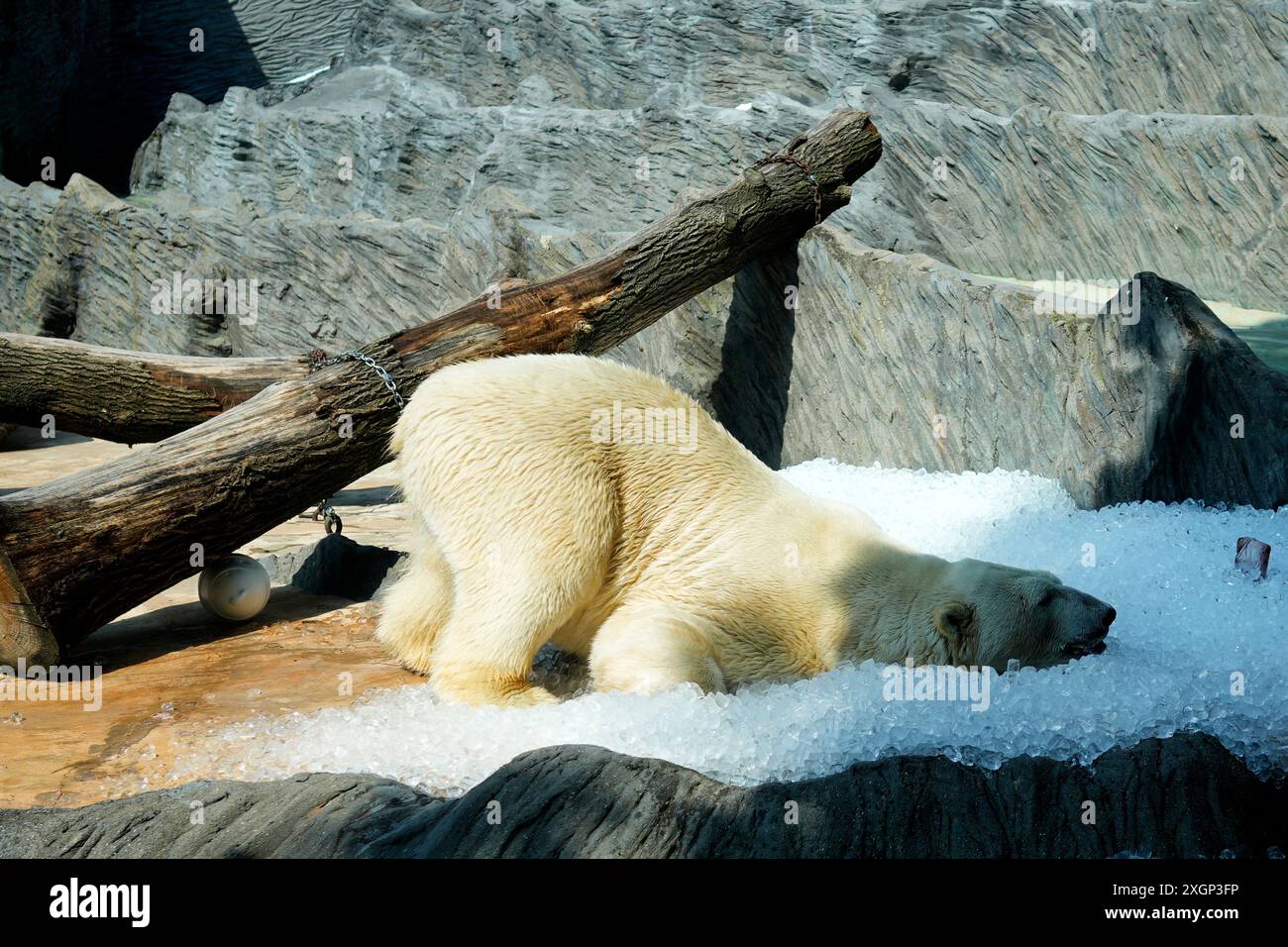 A polar bear cools down in ice that was brought to its enclosure on a ...