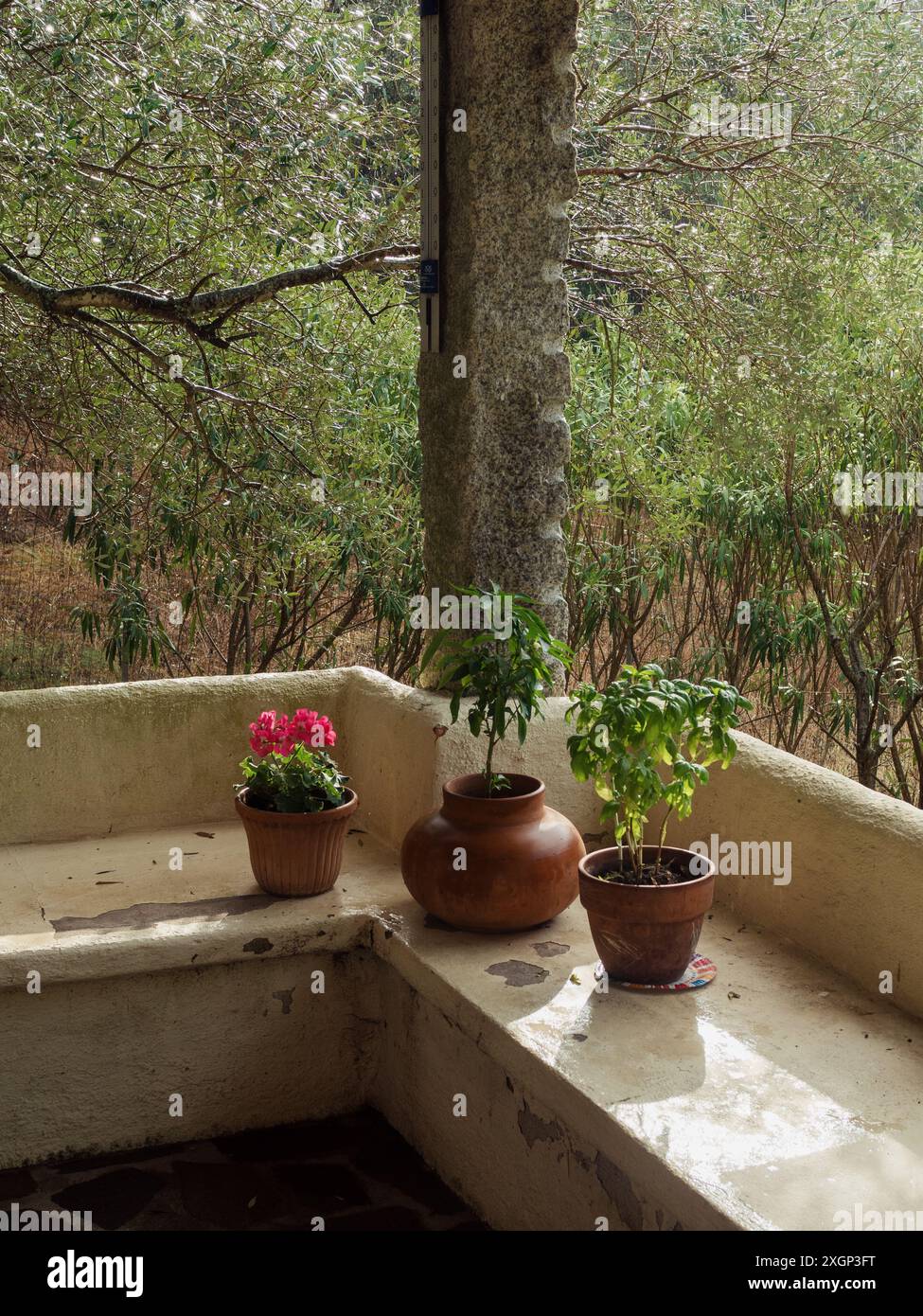 Cozy Italian Veranda with three plotted plants and olive tree garden on ...