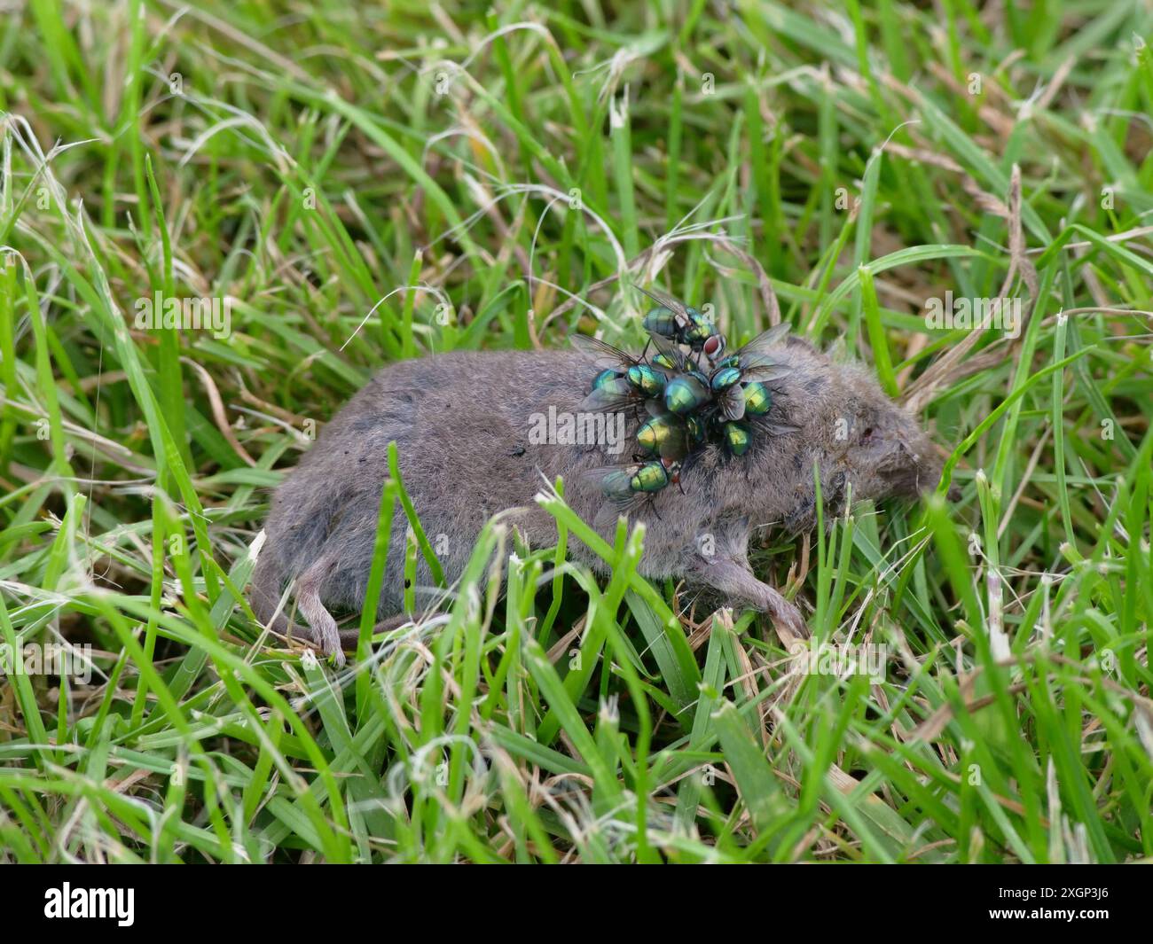 Foto einer toten Spitzmaus. Aus die Maus. Spitzmaus-Feldmaus-Fliegen ...