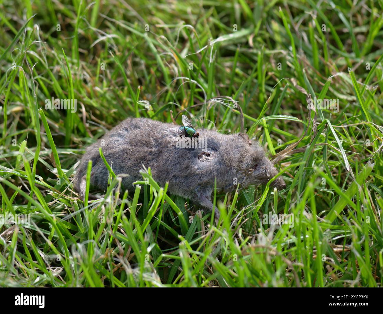 Foto einer toten Spitzmaus. Aus die Maus. Spitzmaus-Feldmaus-Fliegen ...
