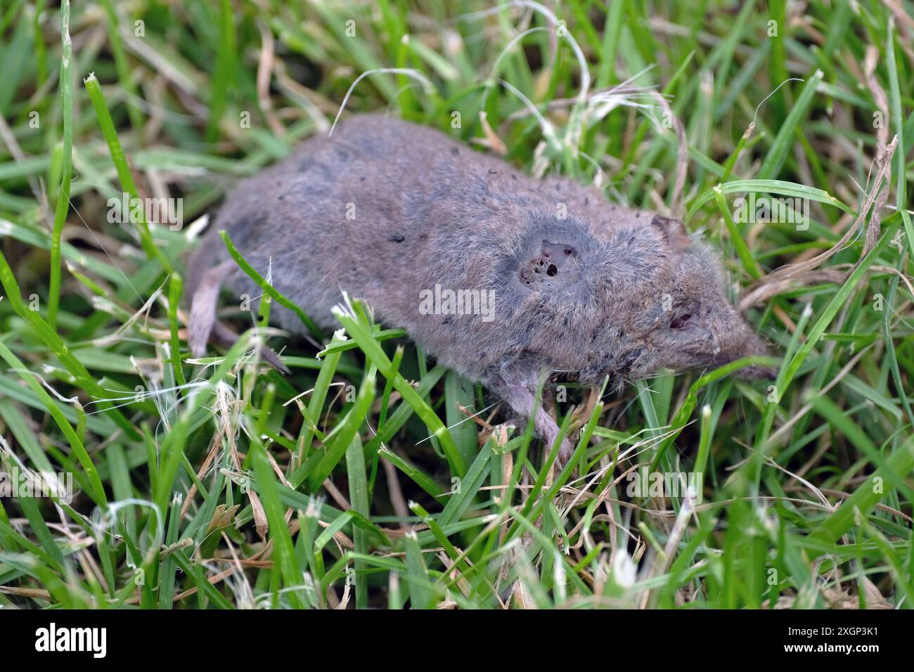 Foto einer toten Spitzmaus. Aus die Maus. Spitzmaus-Feldmaus-Fliegen ...