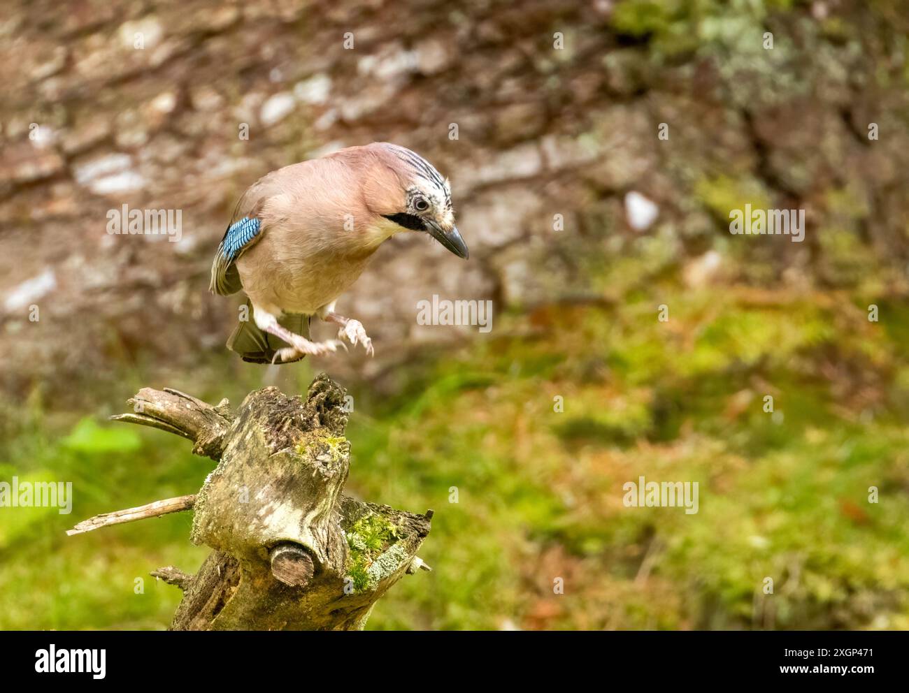 Corvid plumage hi-res stock photography and images - Alamy