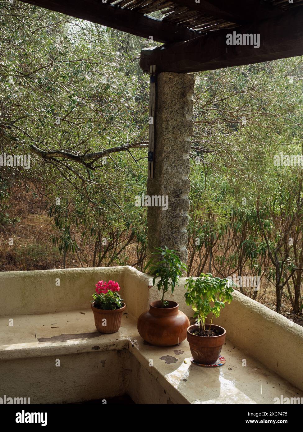 Cozy Italian Veranda with three plotted plants and olive tree garden on ...