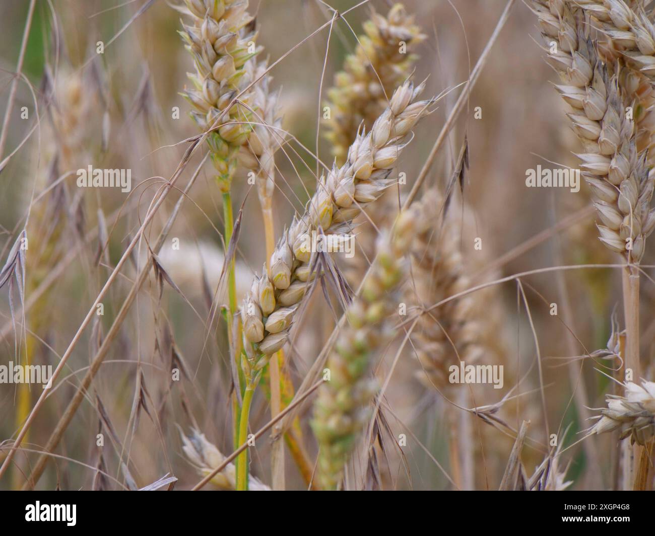 Weizenfeld noch nicht reif. Weizenfeld *** Wheat field not yet ripe ...