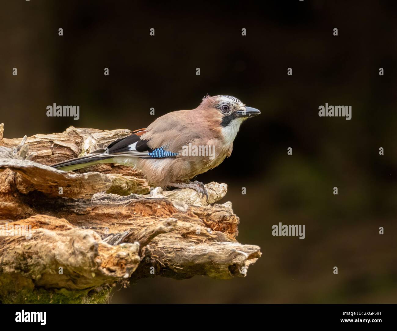 Jay bird colours hi-res stock photography and images - Alamy