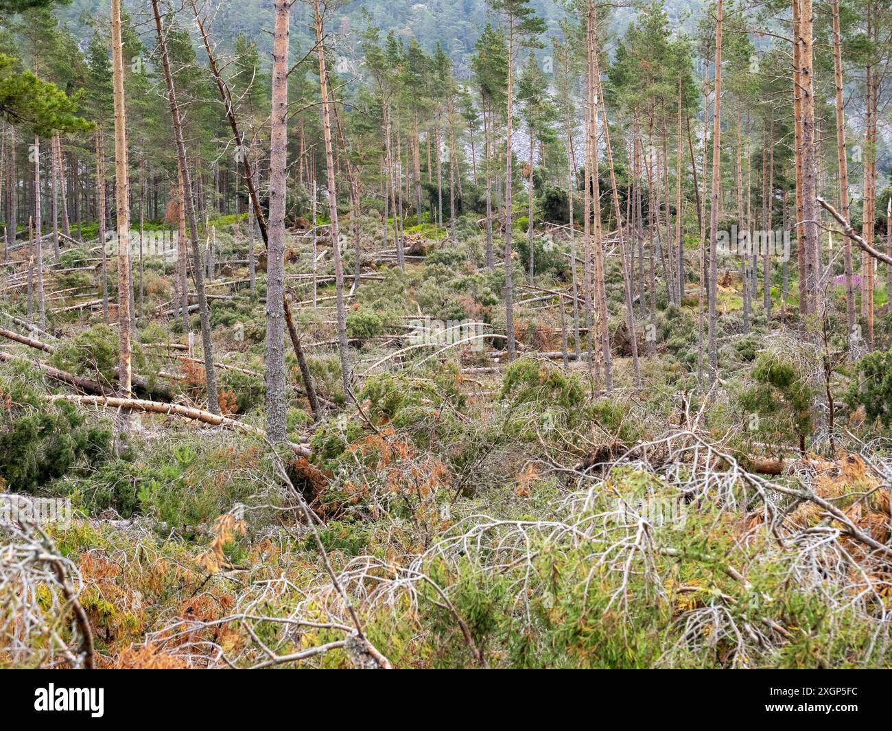 Scots Pine blown over by storm force winds in the Caledonian Pine ...