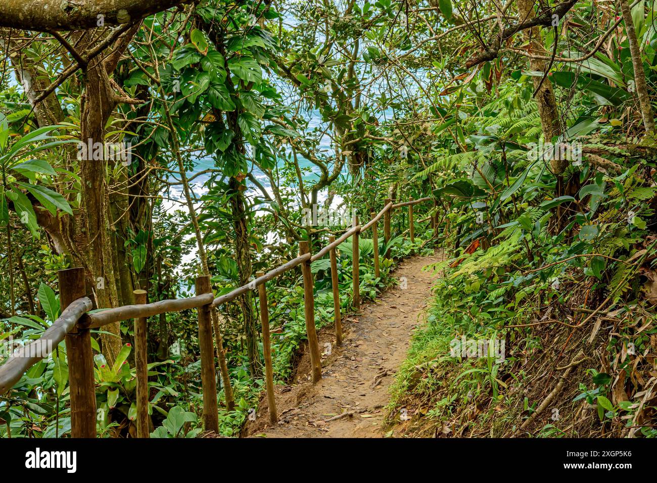 Path through the dense vegetation of the Atlantic forest by the sea in ...