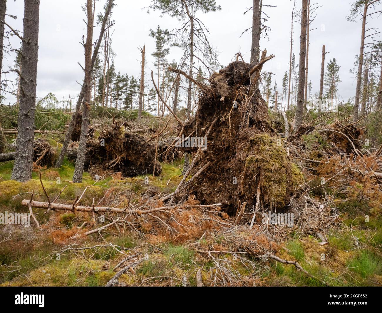 Scots Pine blown over by storm force winds in the Caledonian Pine ...