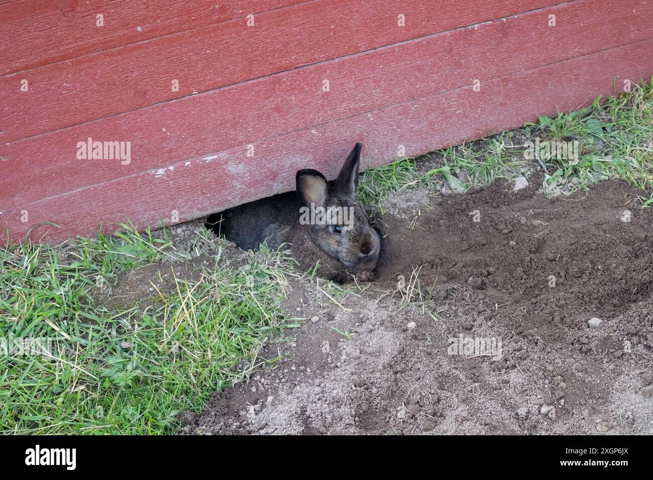 brown bunny in a burrow under building wall outdoors Stock Photo - Alamy