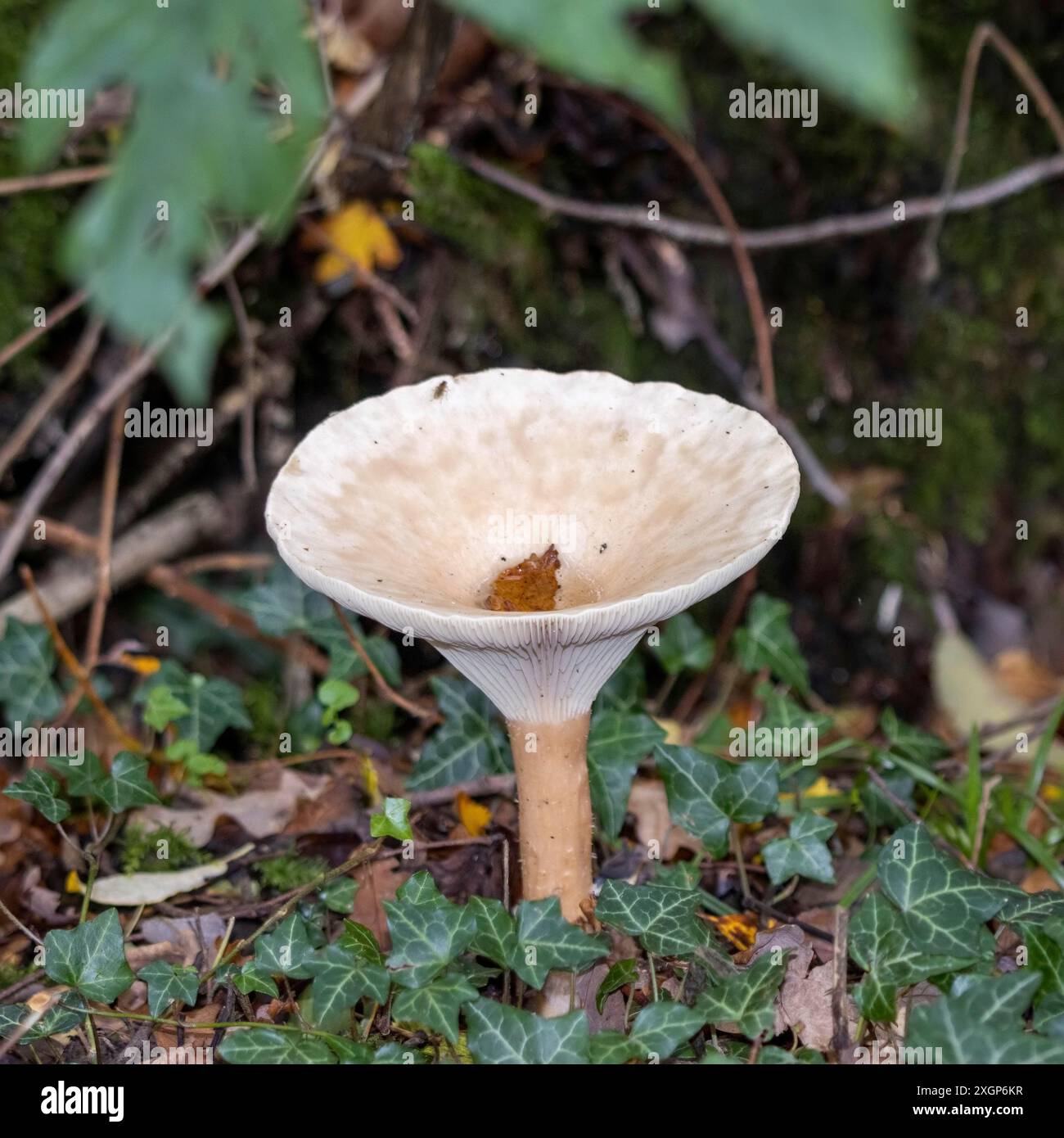 Trooping funnel fungus hi-res stock photography and images - Alamy