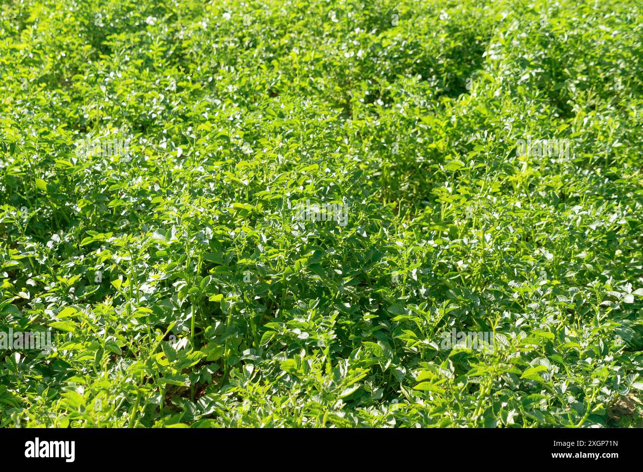 Potato field. plant Solanum tuberosum. starchy root vegetable ...