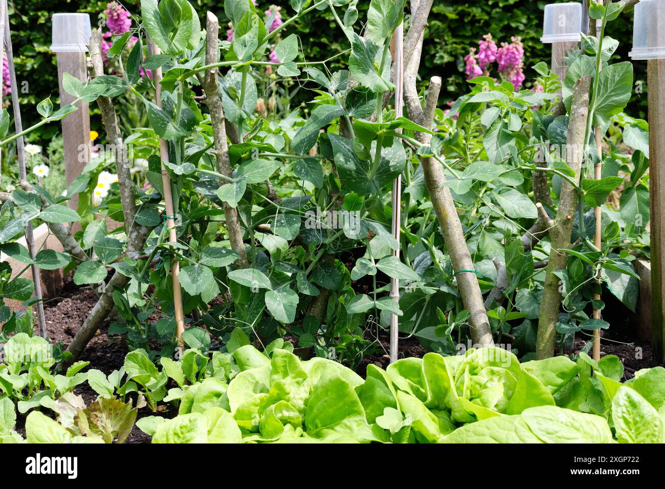 Starlight pea plants growing in a raised growing bed in a vegetable ...