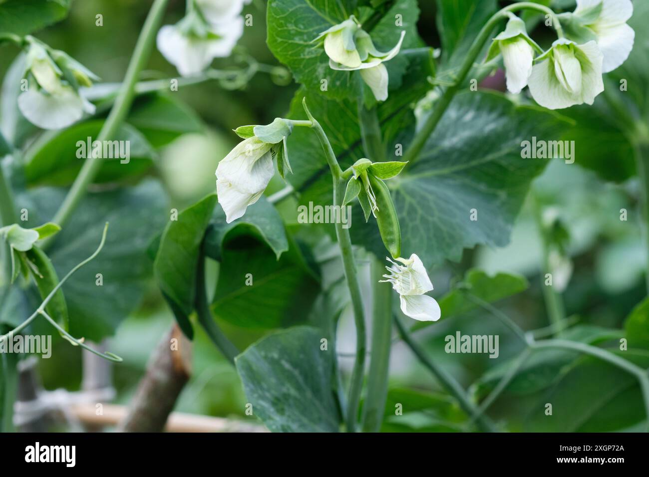 Starlight pea plants with white flowers and pea pods, growing in a ...