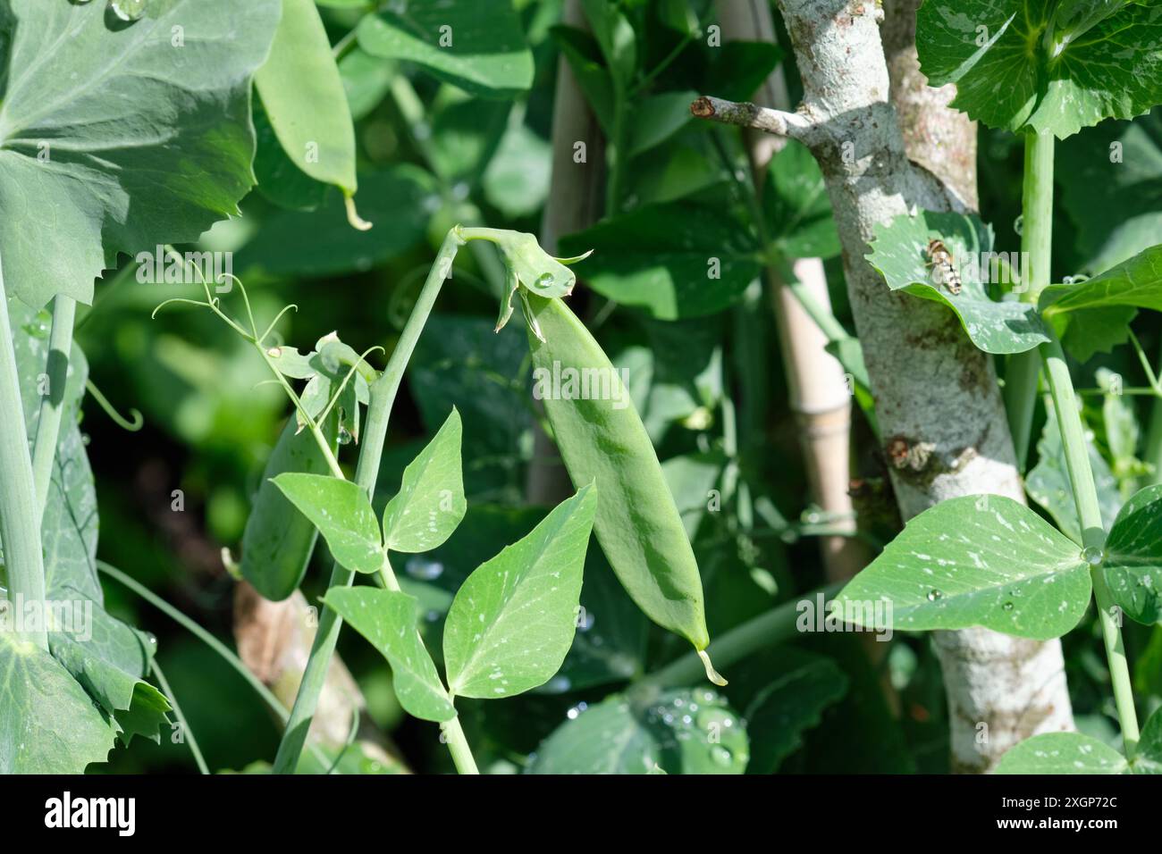Starlight pea plants with pea pods, growing in a raised growing bed in ...
