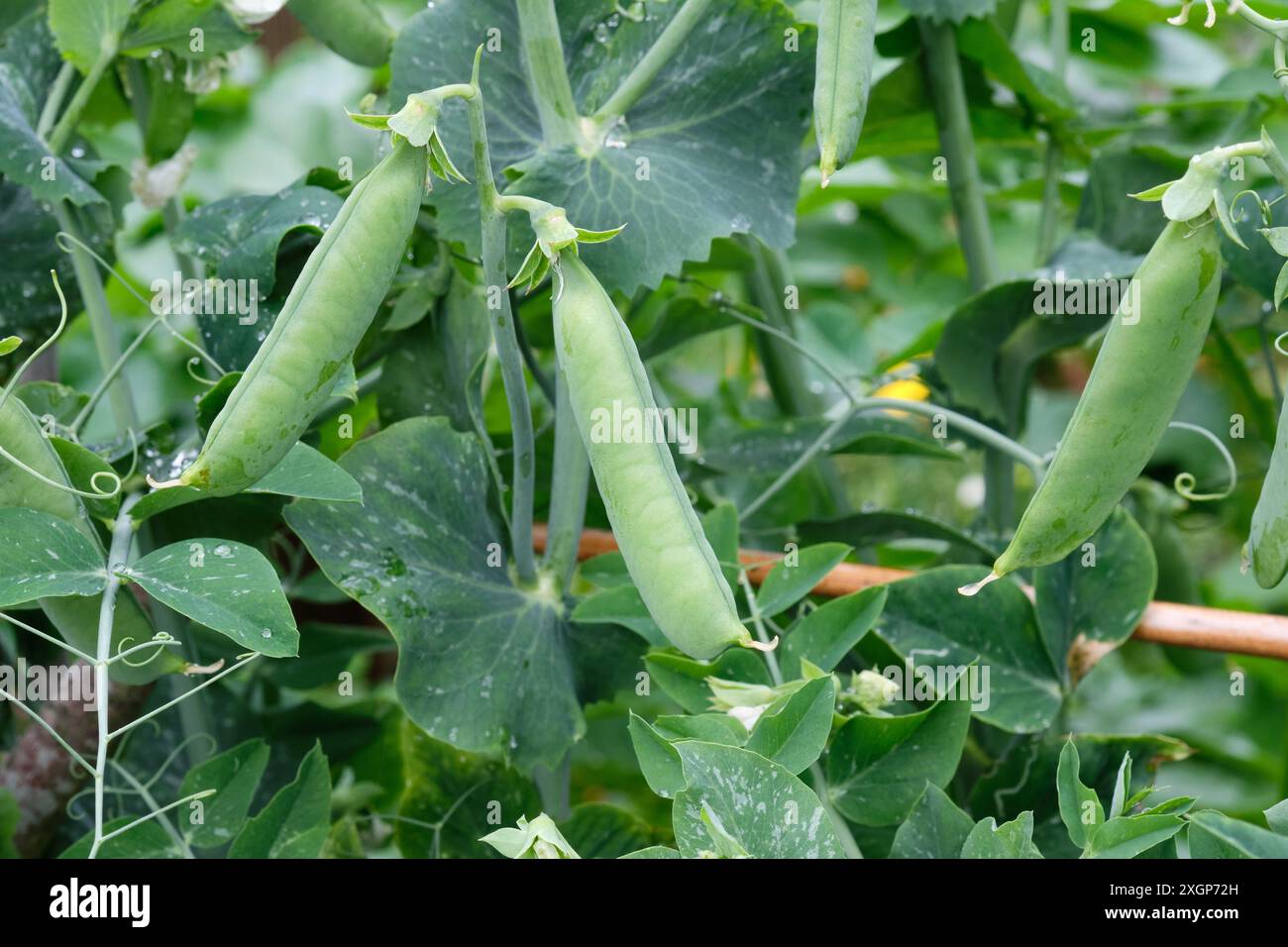 Starlight pea plants with pea pods, growing in a raised growing bed in ...
