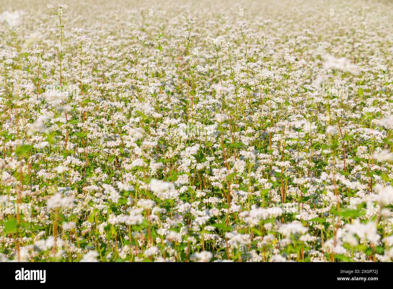 Field of Buckwheat (Fagopyrum esculentum). common buckwheat ...