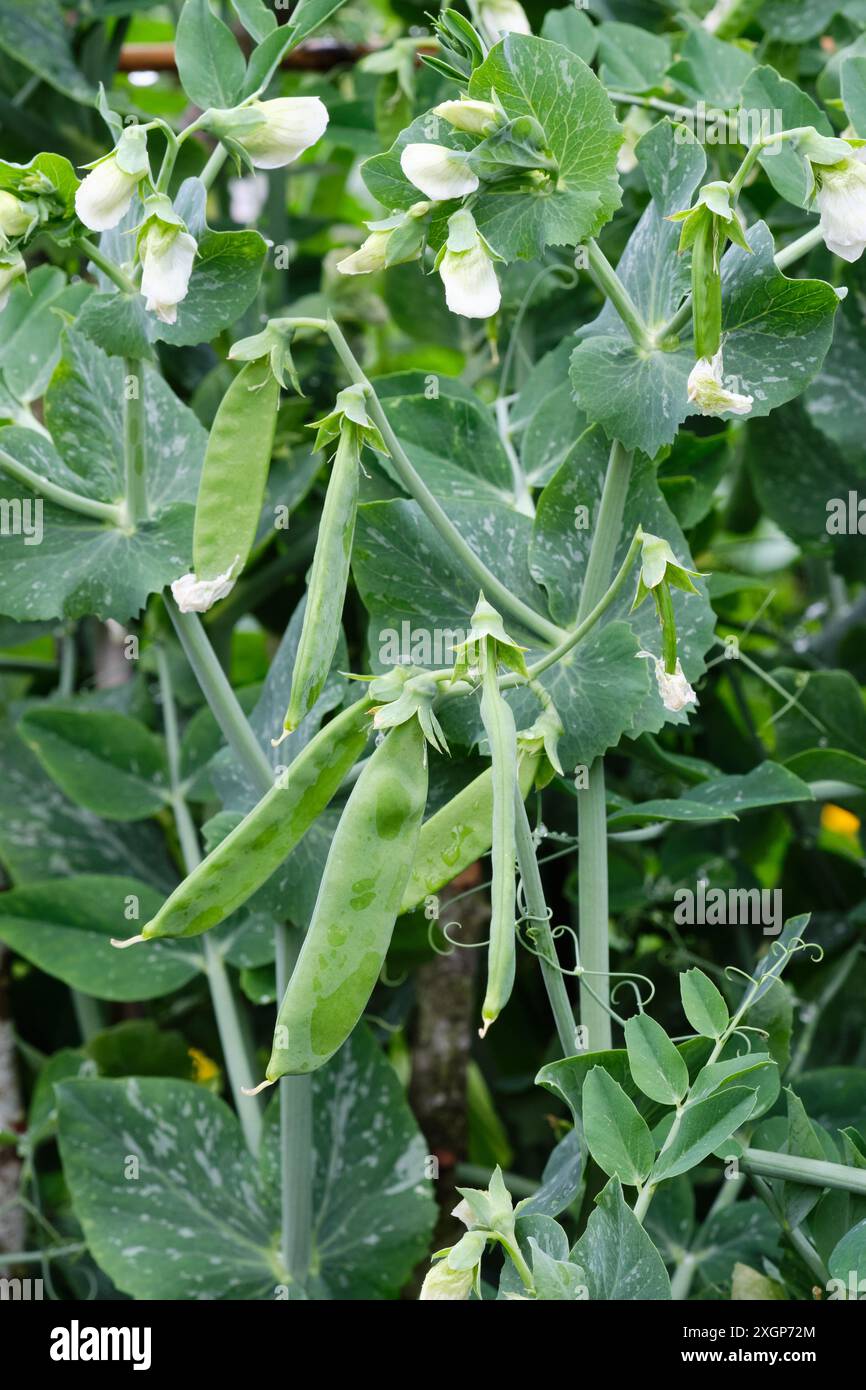 Starlight pea plants with white flowers and pea pods, growing in a ...