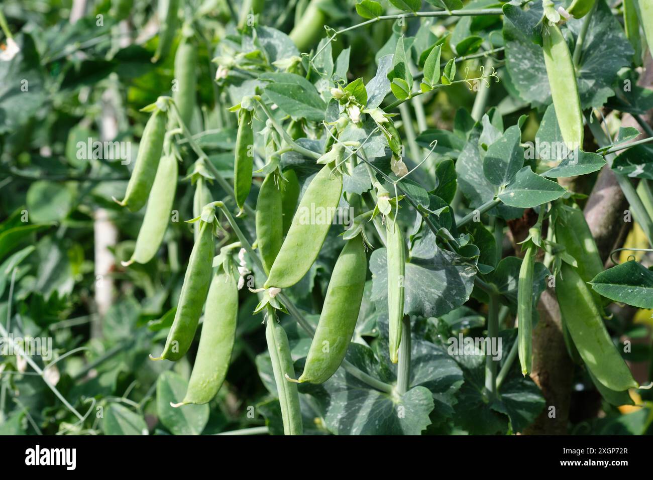 Pea starlight hi-res stock photography and images - Alamy