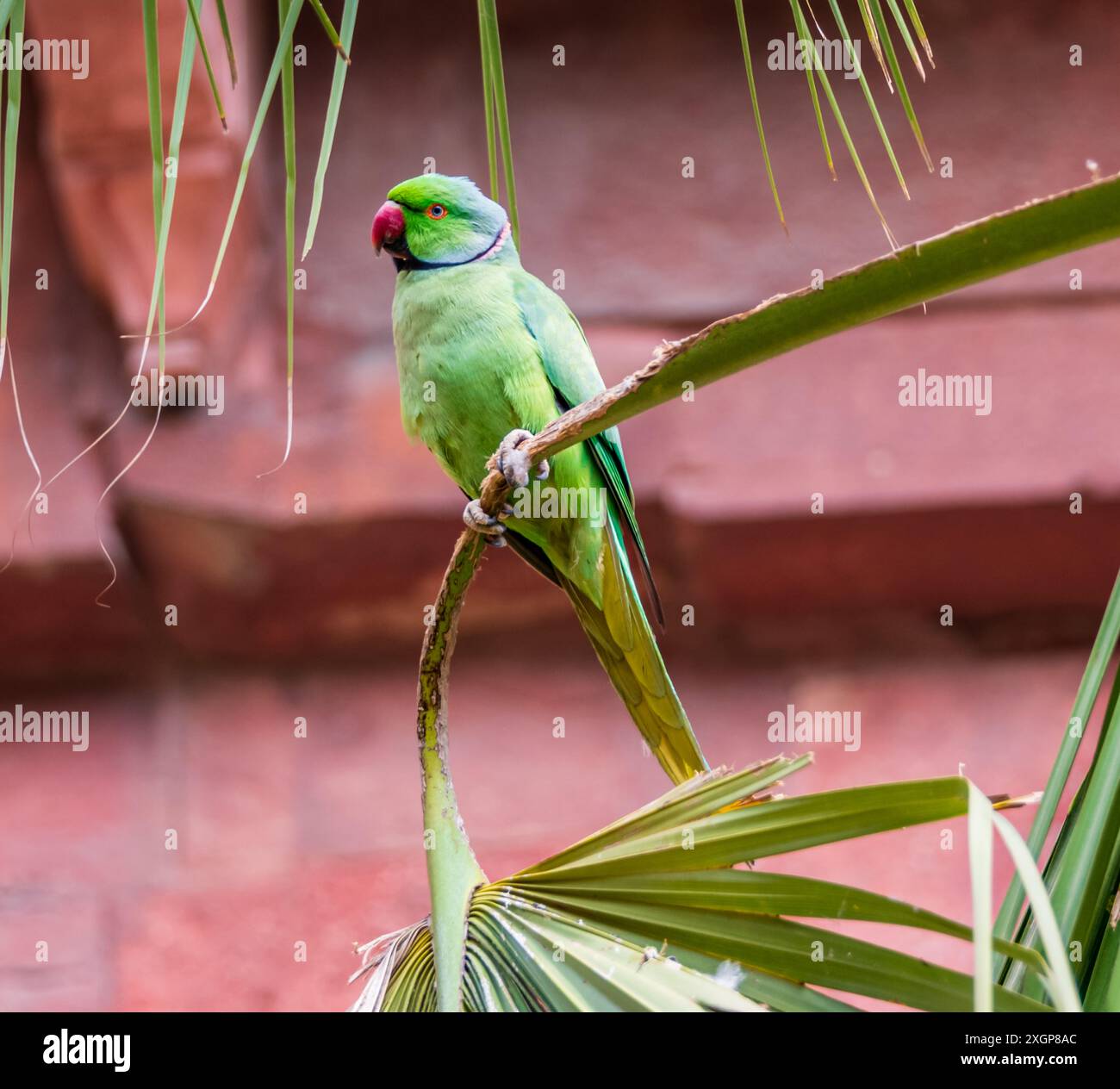 Bright green parakeet hi-res stock photography and images - Alamy