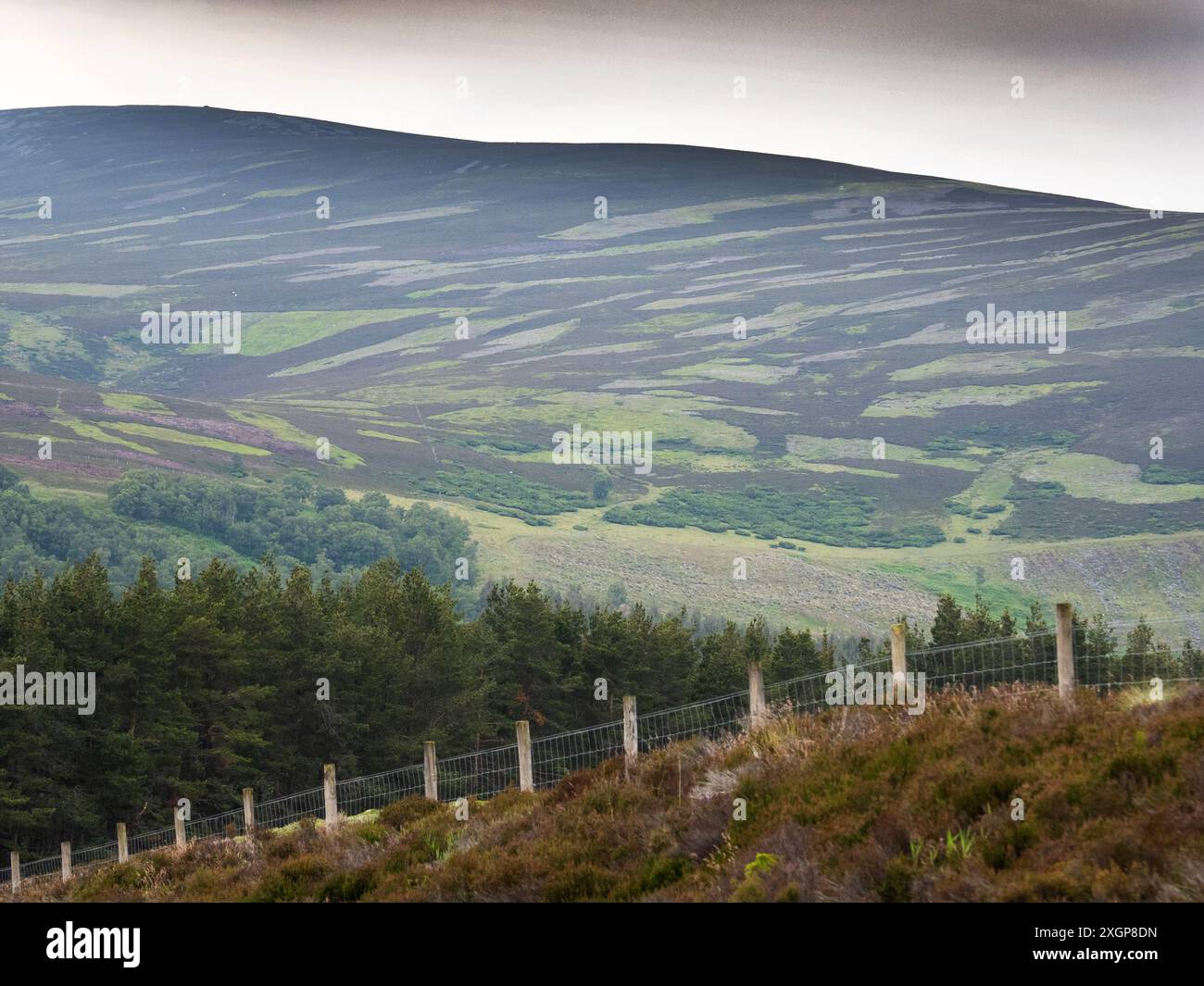 Environmental damage caused by muir burn by the grouse shooting ...