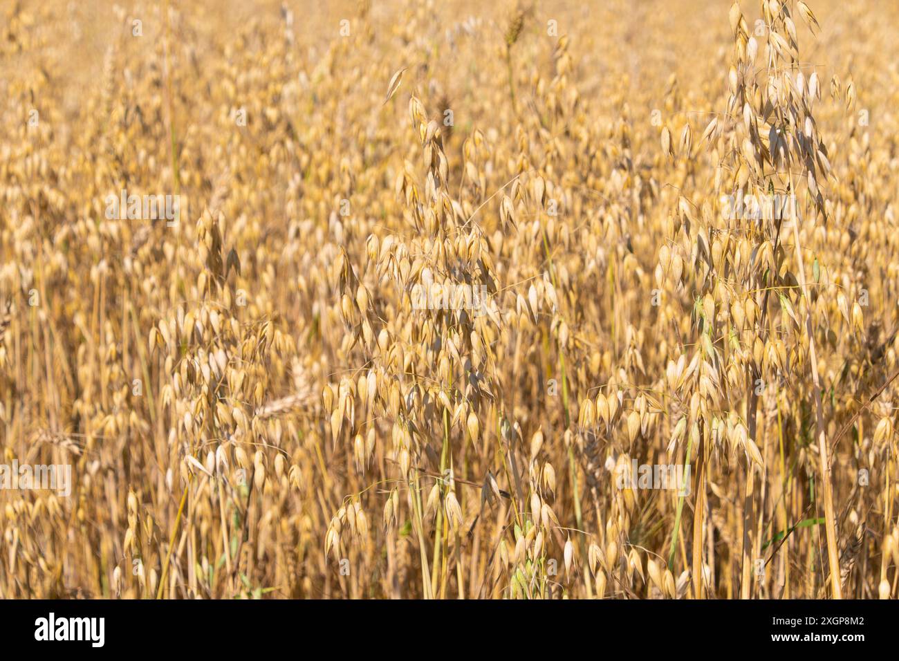 Field of oat (Avena sativa). the common oat. Agriculture. Growing and ...
