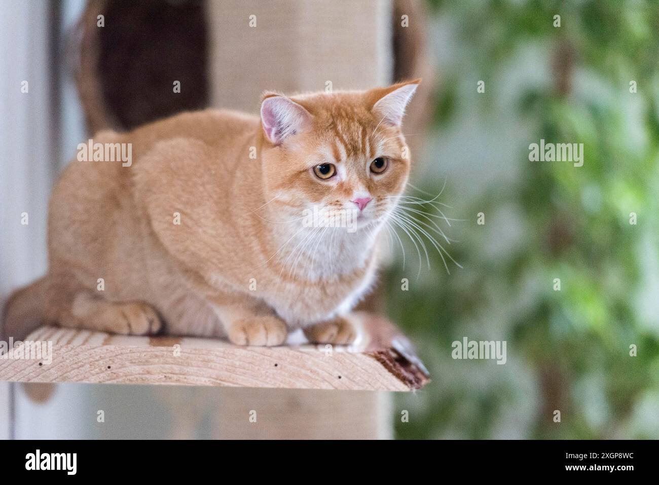 British cat breed hi-res stock photography and images - Alamy