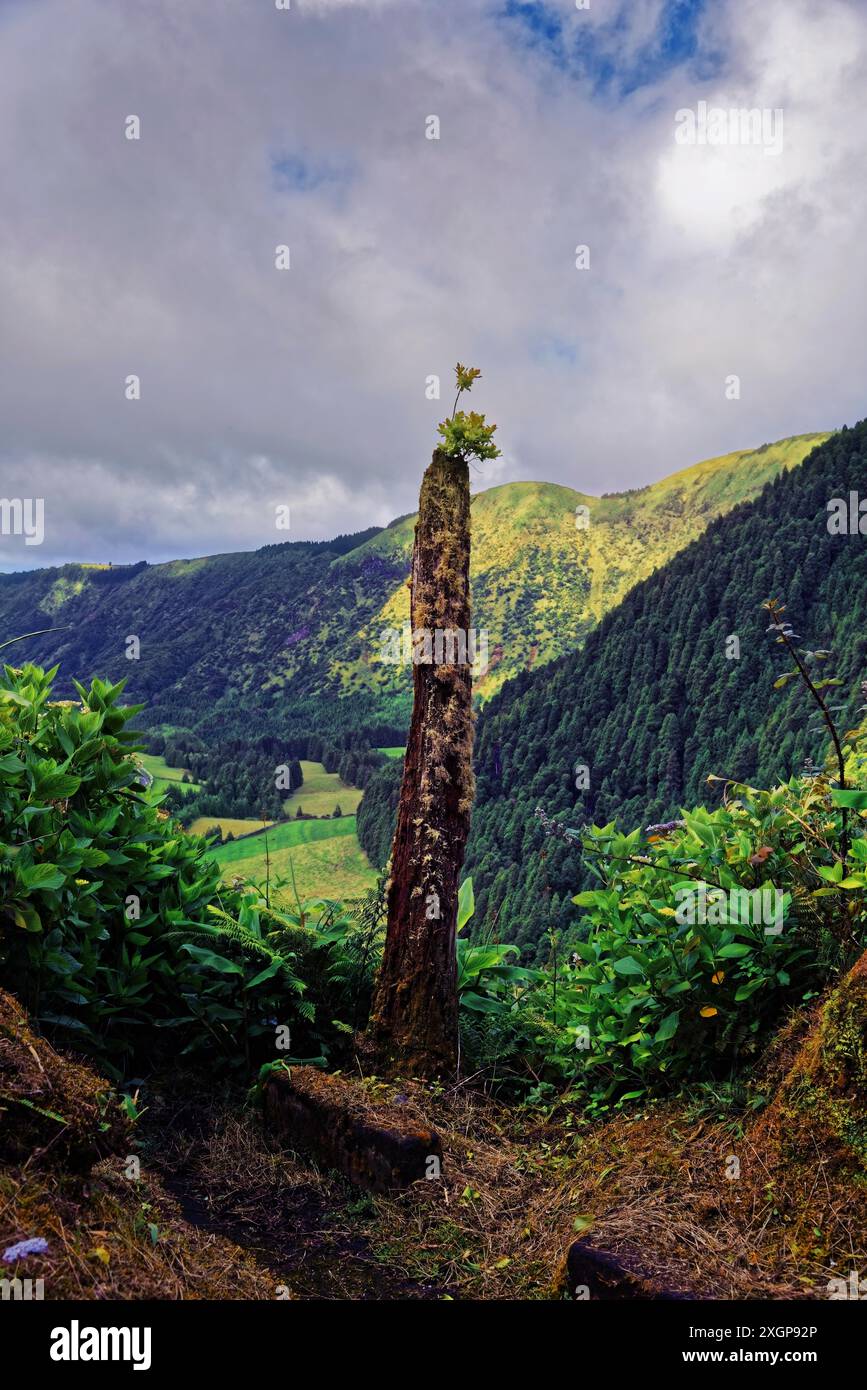 A solitary tree stump in the foreground of a green mountain landscape ...