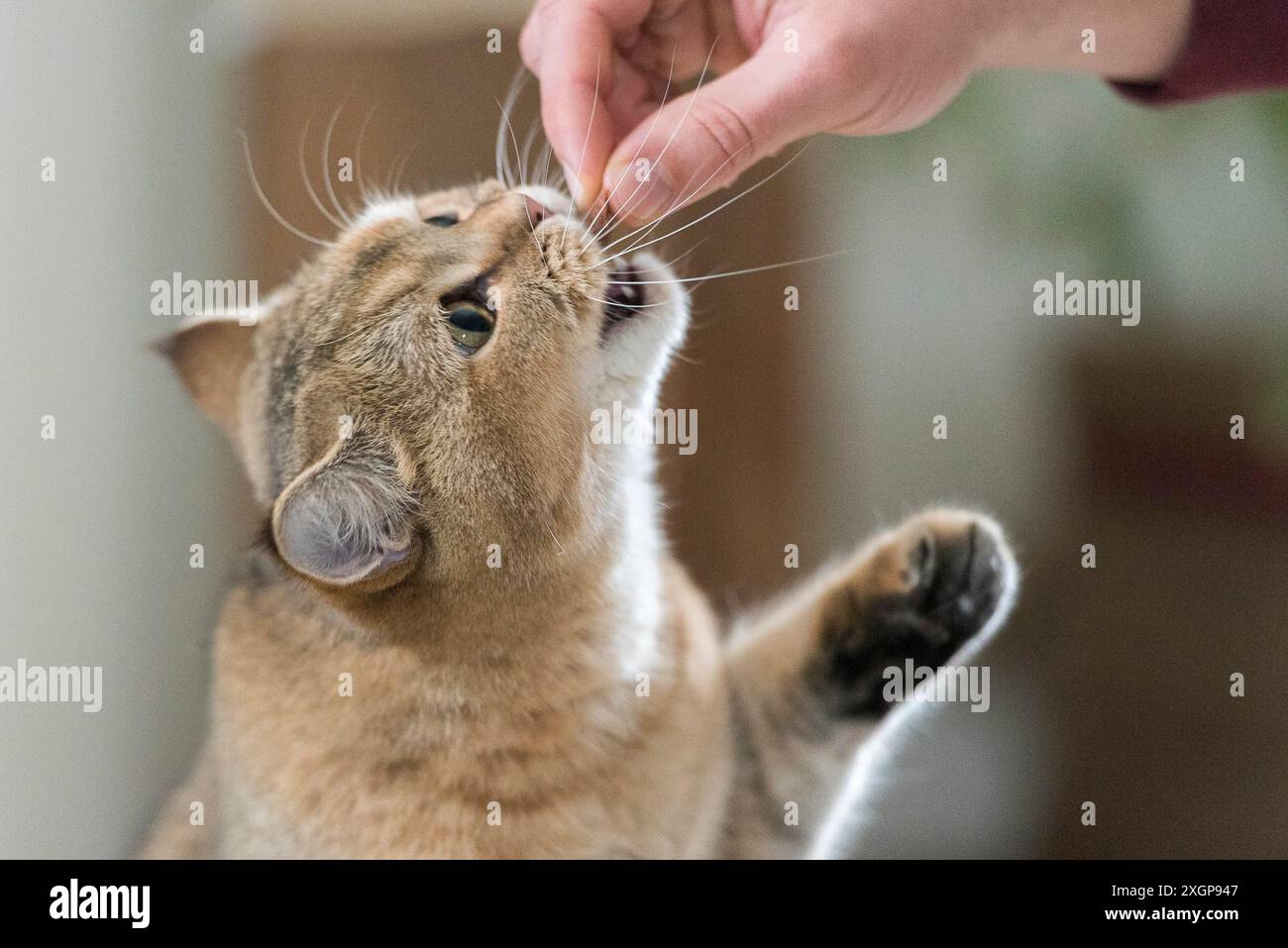 Should not be fed by hand hi-res stock photography and images - Alamy