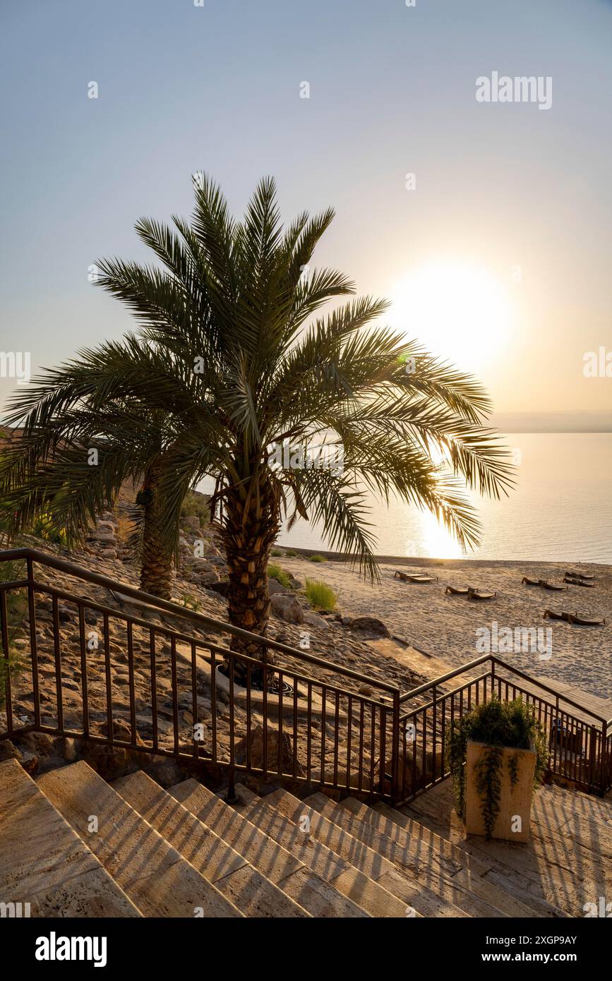 Palm tree on the Corniche, coastal section, lowest point on earth, 400 ...